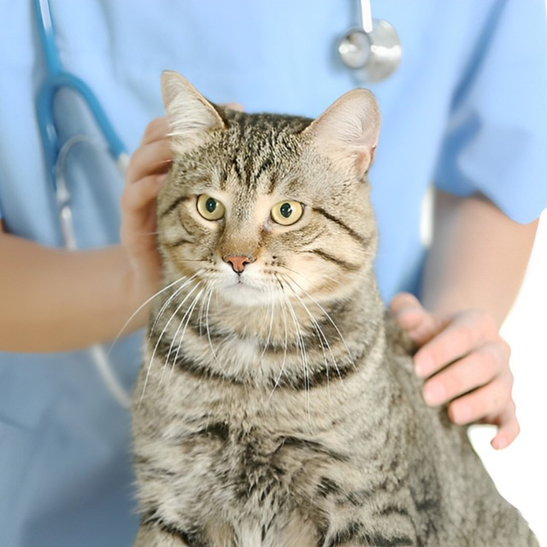 Cat Normal Exam In Pennington, NJ | Cats Only Veterinary Hospital