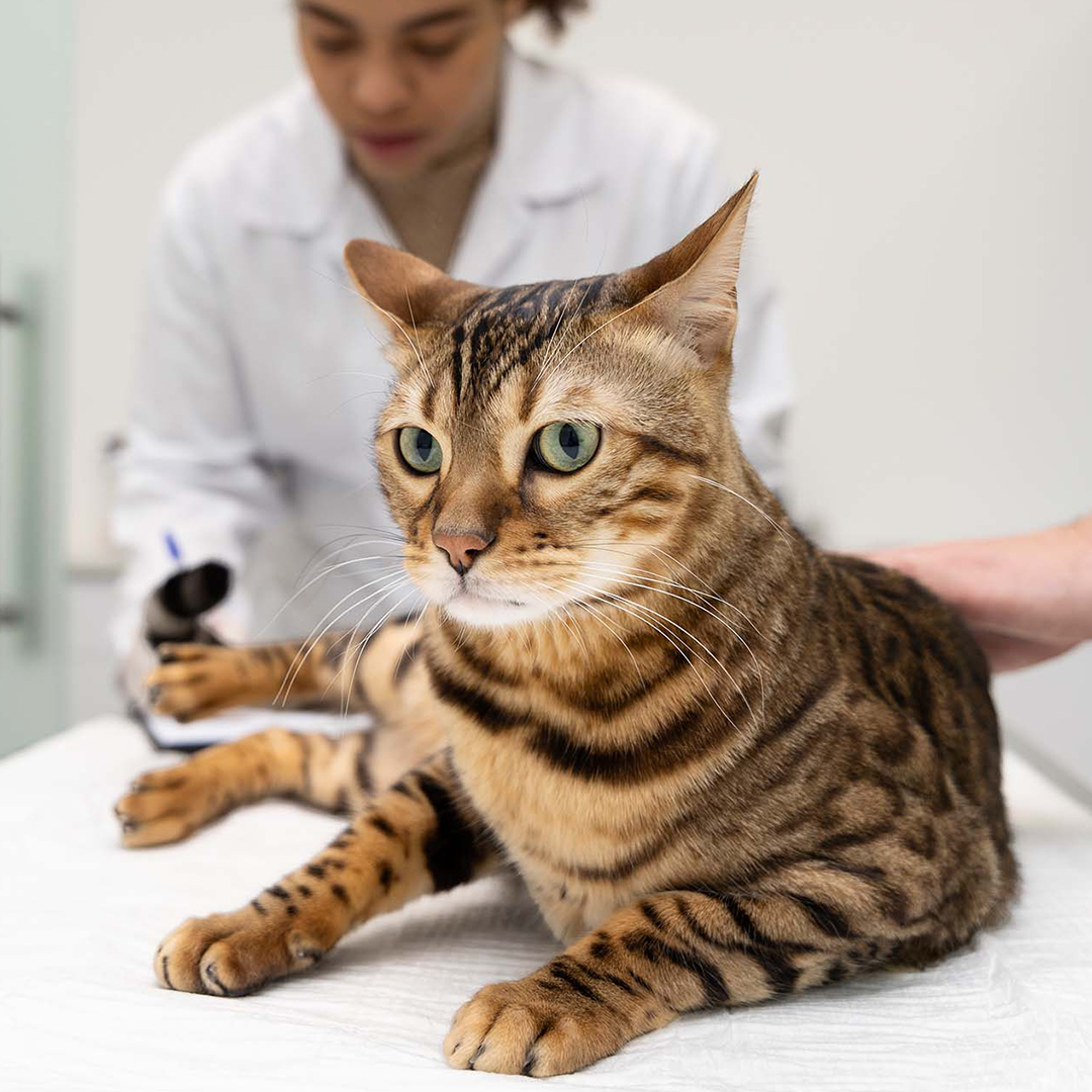 Veterinary Services | Cats Only Veterinary Hospital