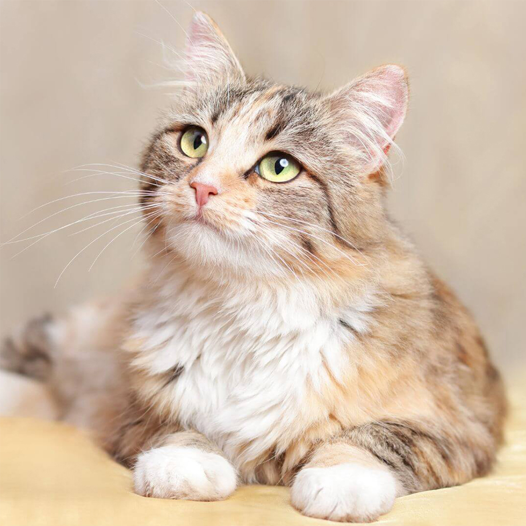 Pennington, NJ Veterinary Jobs | Cats Only Veterinary Hospital & MCSNIP