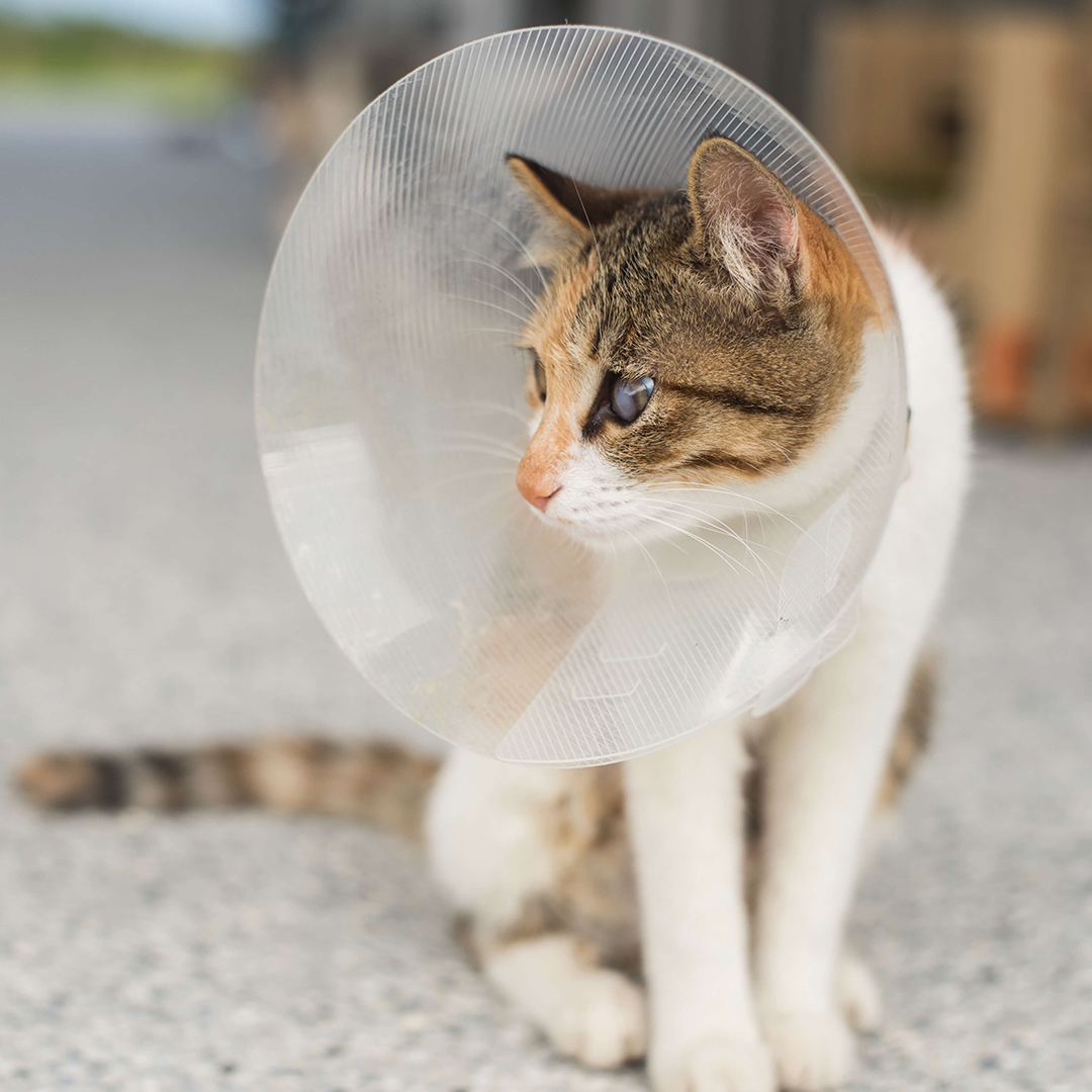 Cat Surgery In Pennington, NJ | Cats Only Veterinary Hospital