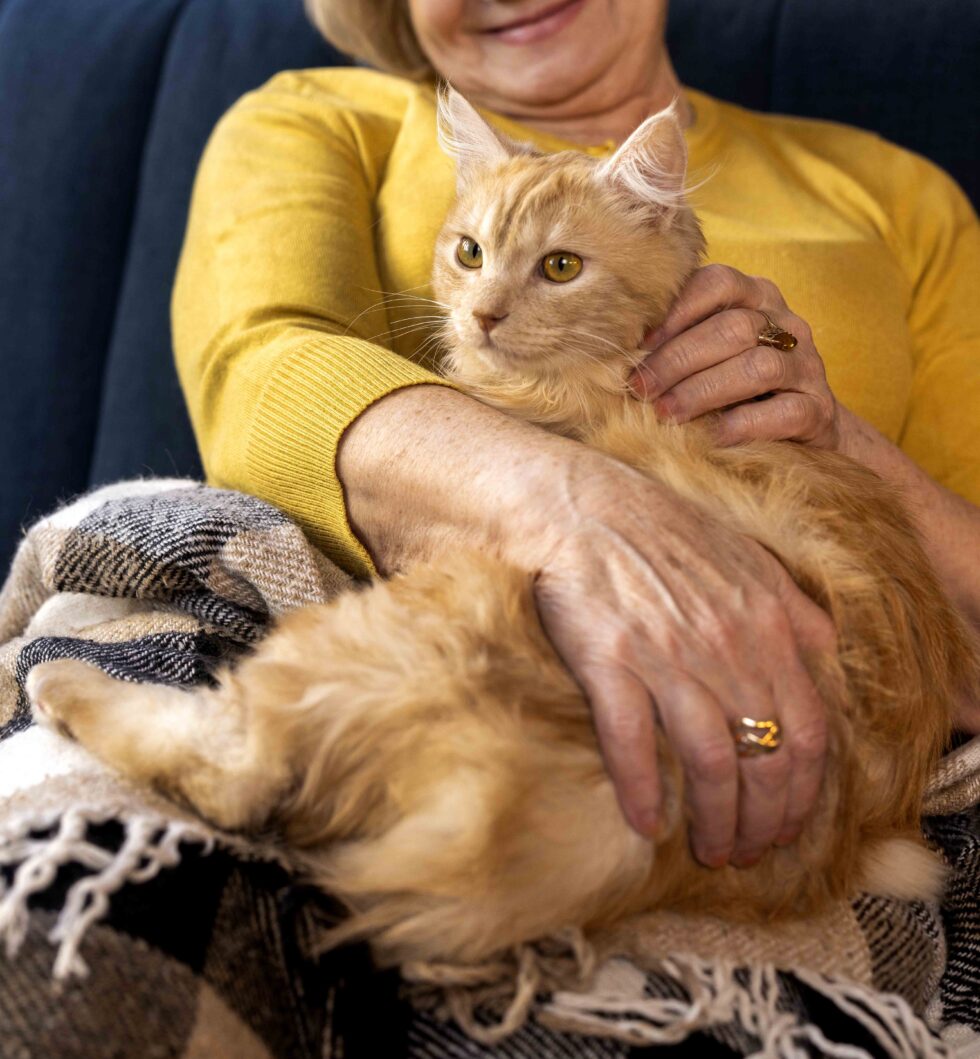 Cat Hospice And End-of-Life Care In Pennington, NJ | Cats Only ...