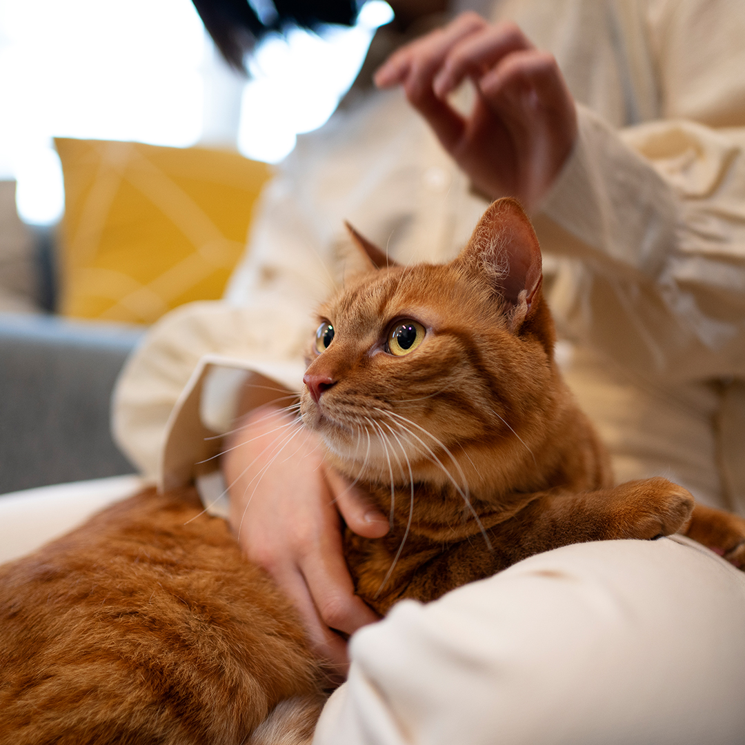 Cat Hospitalization In Pennington, NJ | Cats Only Veterinary Hospital